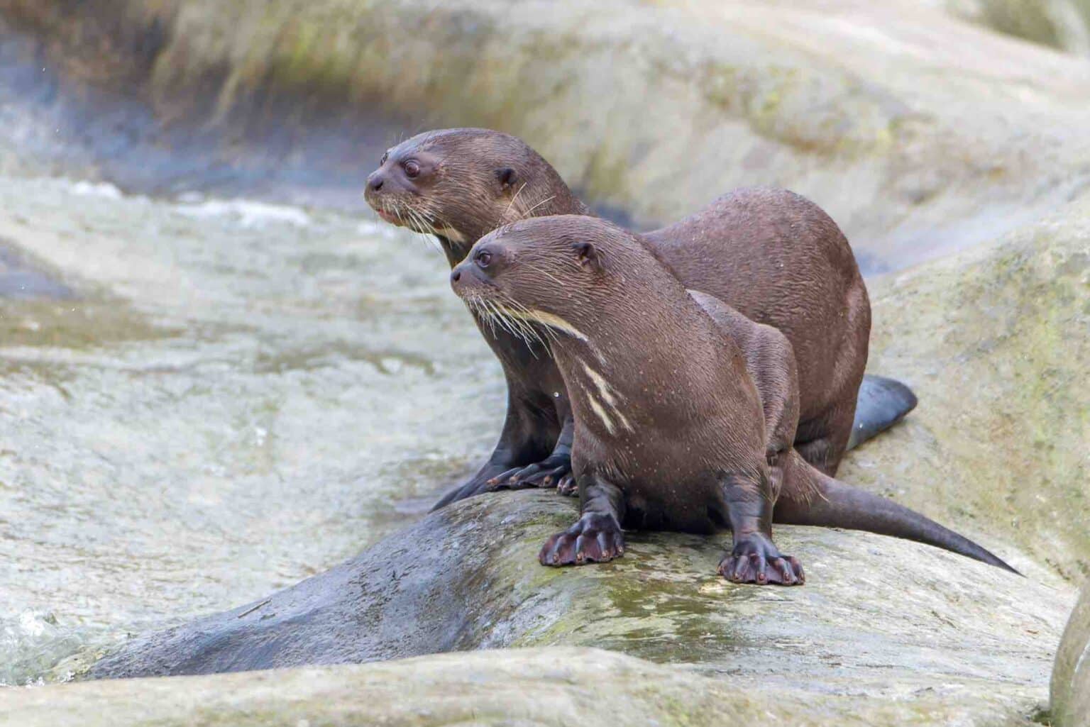 Parrot World, le parc animalier immersif >> Avis, prix, photos...