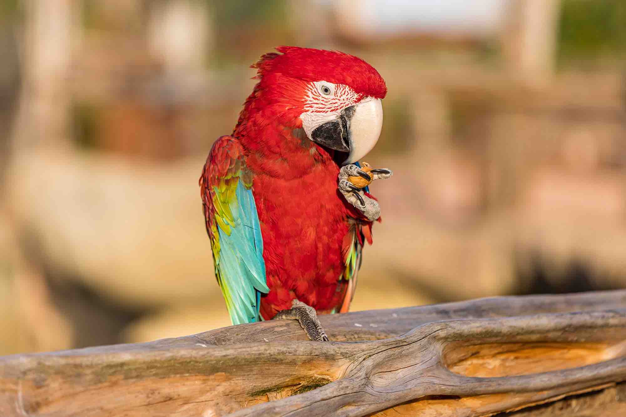 Parrot World, the immersive animal park >> Reviews, prices, photos...