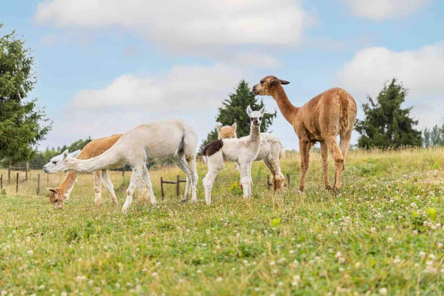 Parrot World, le parc animalier immersif >> Avis, prix, photos...